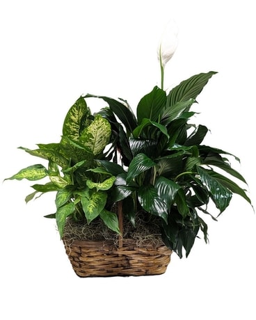Plants Delivery Orlando FL - Windermere Flowers & Gifts
