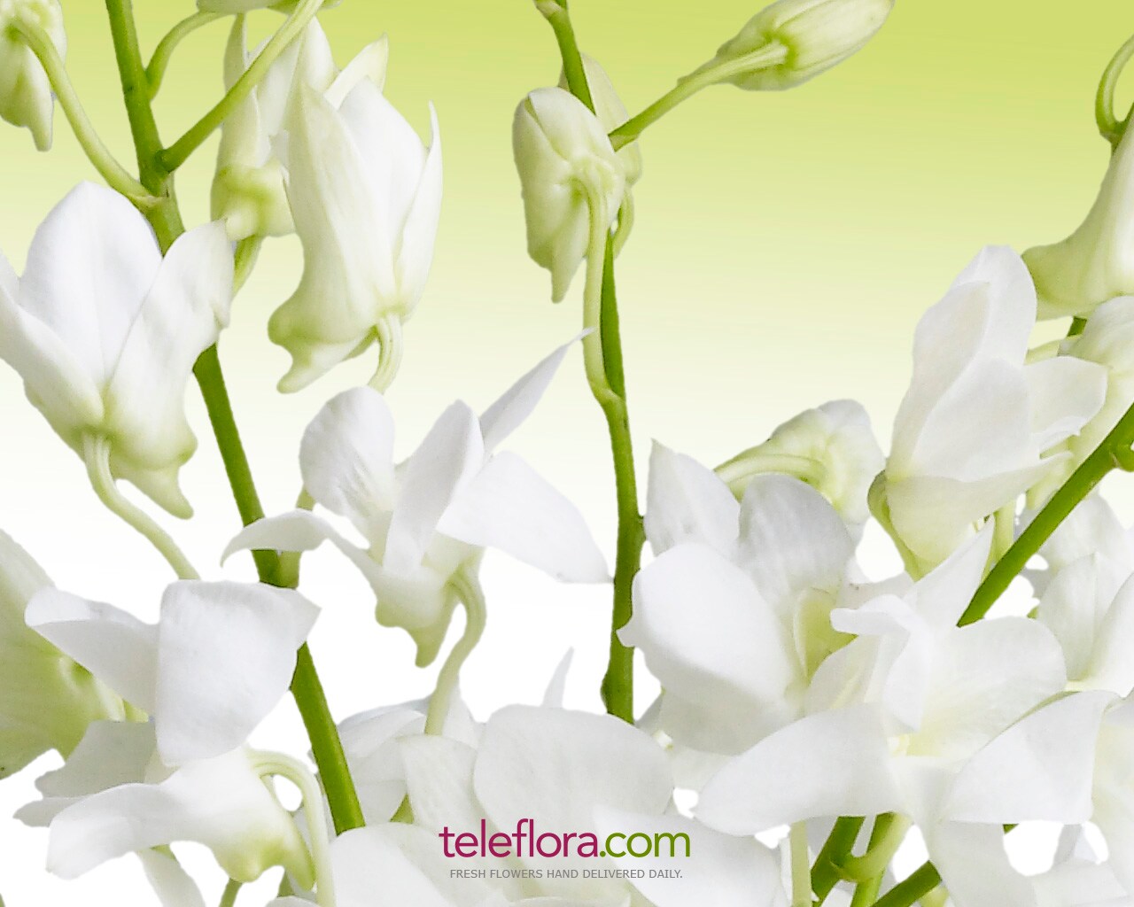 Chelsea Florist - Flower Delivery by Chelsea Village Flowers Chelsea Florist - Flower Delivery by Chelsea Village Flowers