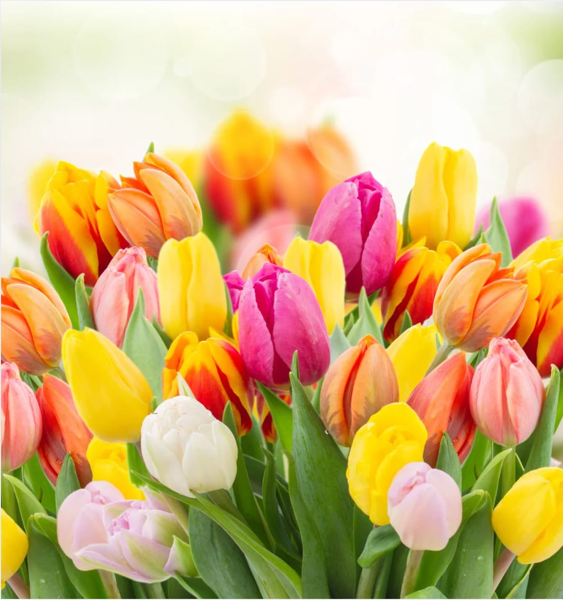 Fairfield CT Local Florist | Flower Delivery by Hansen's Flower Shop
