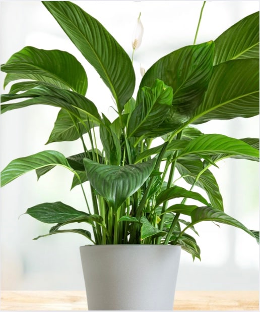 Westport Florist - Flower Delivery by Westport Florist