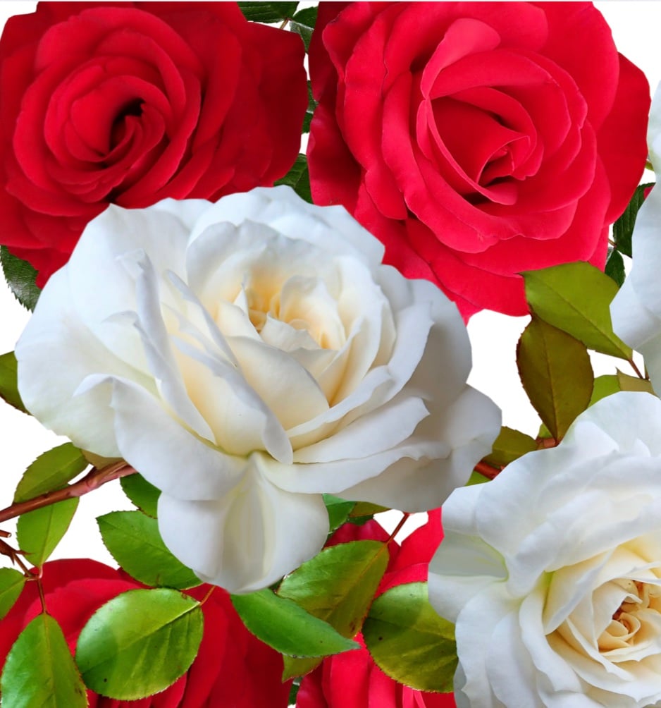 Fairfield CT Local Florist | Flower Delivery by Hansen's Flower Shop