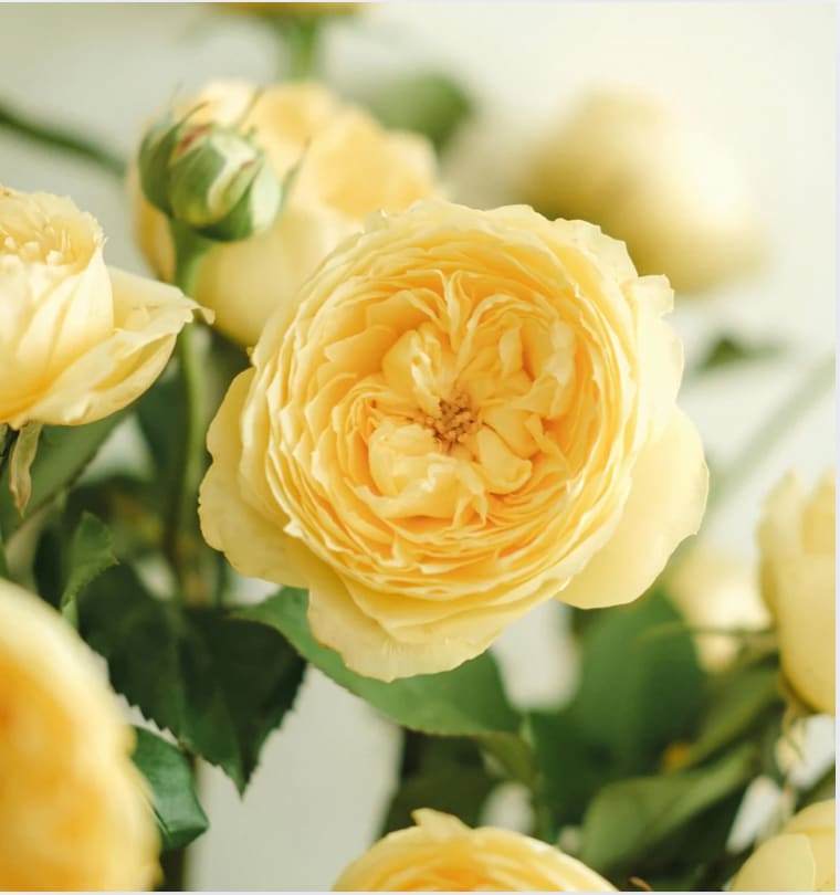 Hansen's Flower Shop | Fairfield CT Florist, Same-Day Delivery