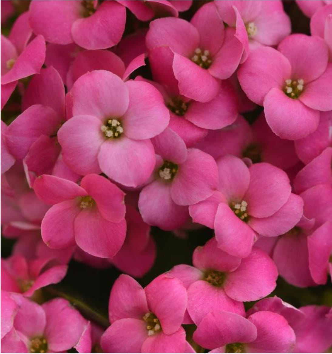 Milford Flower Shop | Flowers Delivery by Beachwood Florist in Milford