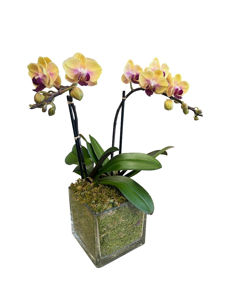 Delicate Double Stem Mini Orchids in Westport CT - Westport Florist
