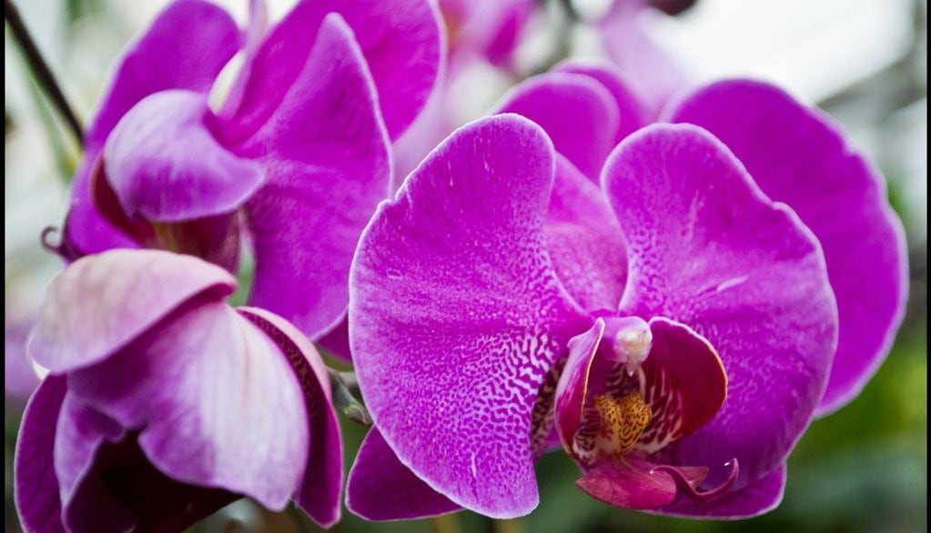 Tupelo Florist - Flower Delivery by Jody's