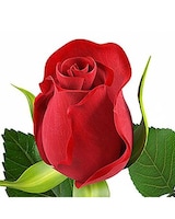 single stem red roses