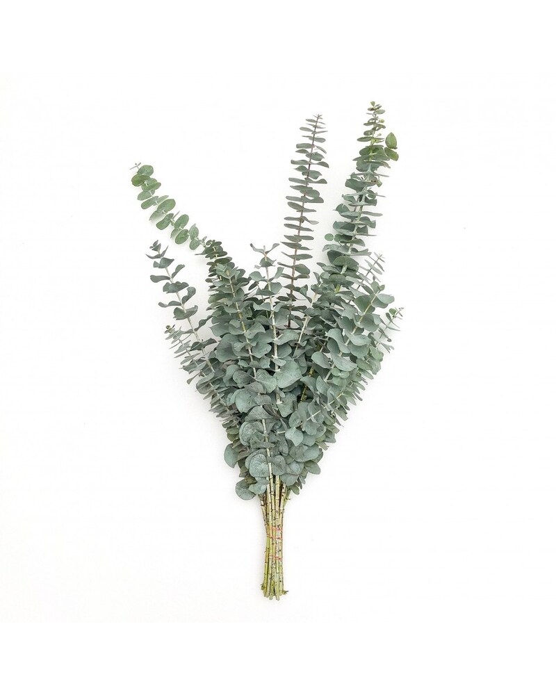 True Blue Eucalyptus in Brooklyn NY Marine Florists