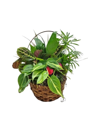 Las Cruces Florist - Flower Delivery by LC Florist, LLC