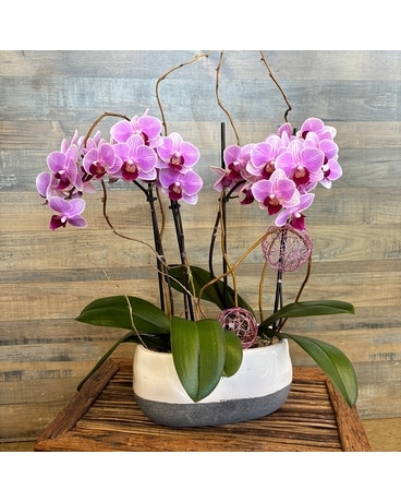 Plants Delivery Langley BC - Langley-Highland Flower Shop