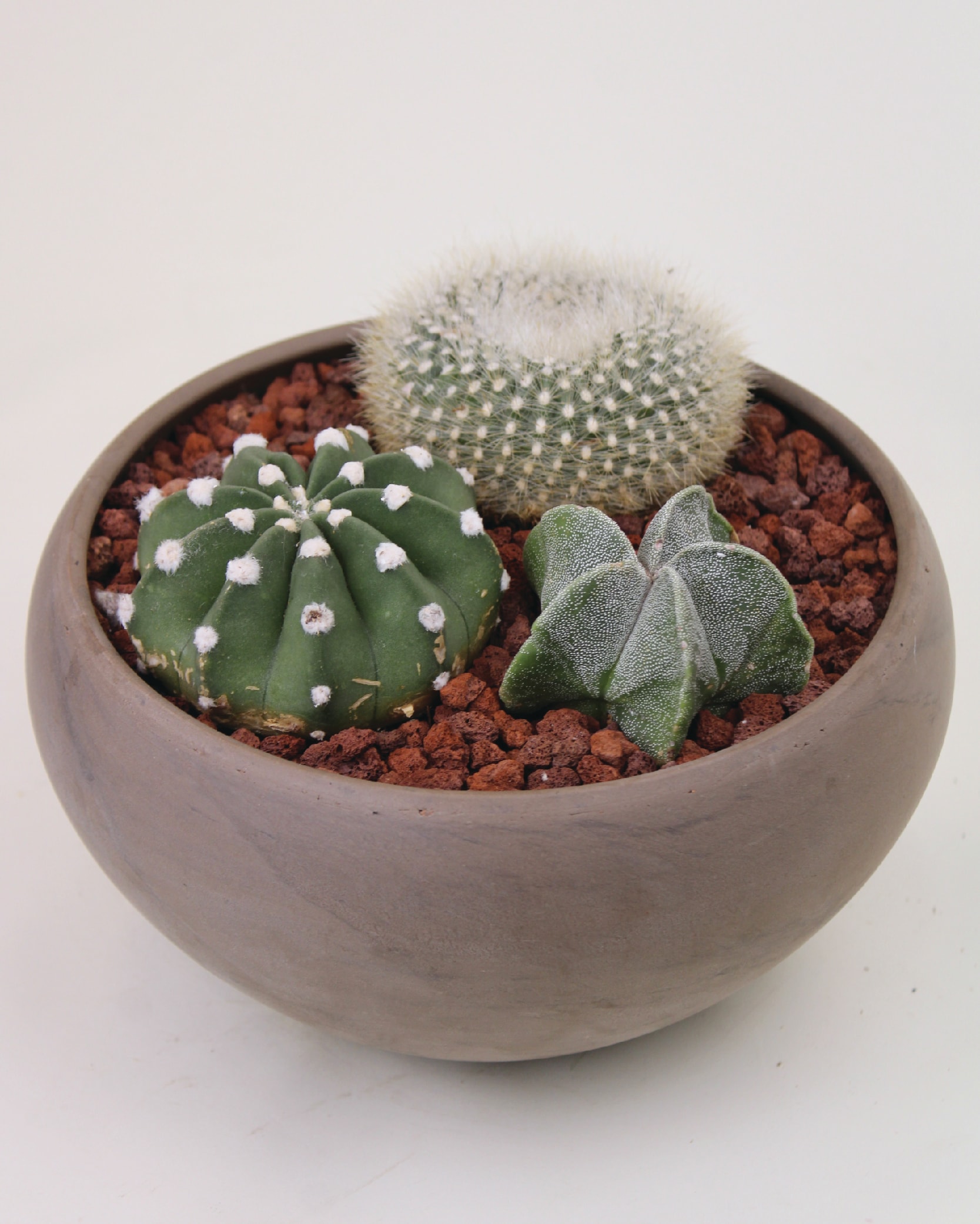 Green Plants Delivery Boulder CO - Sturtz & Copeland Florist & Greenhouses