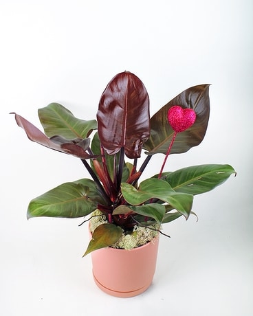 Green Plants Delivery Boulder CO - Sturtz & Copeland Florist & Greenhouses