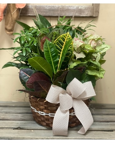 Large Plant Basket in Huntersville NC - Bells and Blooms