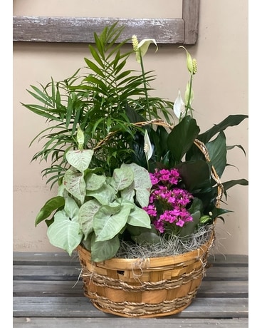 Medium Plant Basket in Huntersville NC - Bells and Blooms