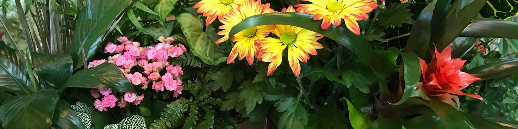 Indianapolis Florist - Flower Delivery by Steve's Flowers and Gifts