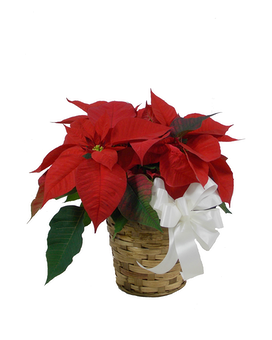 Pendleton Flower Shop - Florist Pendleton IN