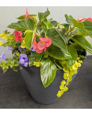 14 "Outdoor Porch Pot in Amelia OH - Amelia Florist Wine & Gift Shop