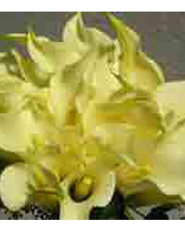 Wedding Custom Delivery San Francisco CA - Hoogasian Flowers