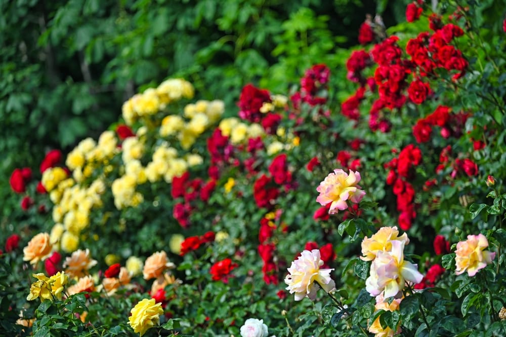 Colorful roses garden