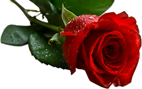 Flower Delivery to Lutherville-Timonium, MD | Raimondi’s Florist