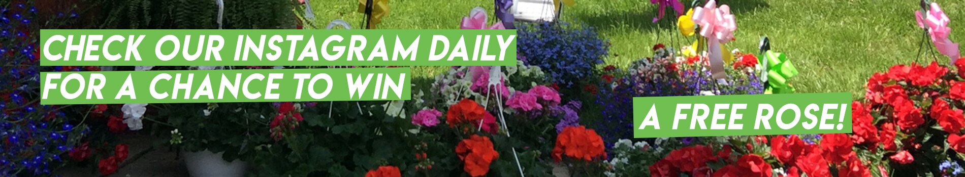 Baltimore Florist - Flower Delivery by Raimondi's Flowers & Fruit Baskets