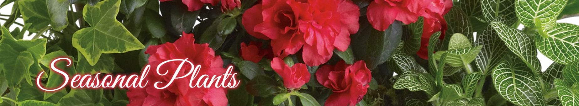 Seasonal Plants Delivery in Owings Mills - Raimondi's Florist