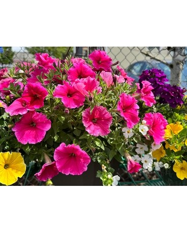 Premium mixed hanging baskets in Albany OR - The Flower Tree