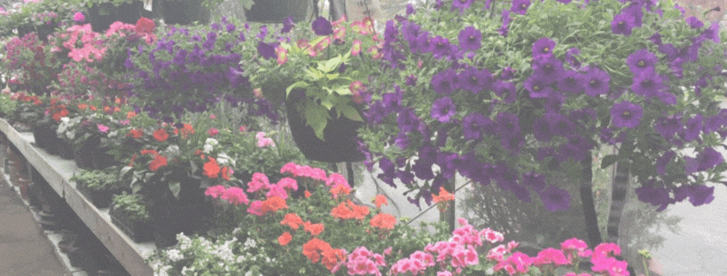 Erie Florist - Flower Delivery by Allburn Florist