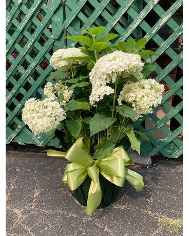Erie Florist - Flower Delivery by Allburn Florist