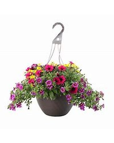 Hanging Basket- Variety & Colors May Vary in Galion OH - Flower Cart ...