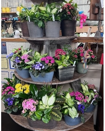 Kentucky State Flower