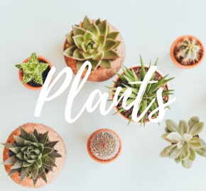 Boulder Florist - Flower Delivery by Boulder Blooms