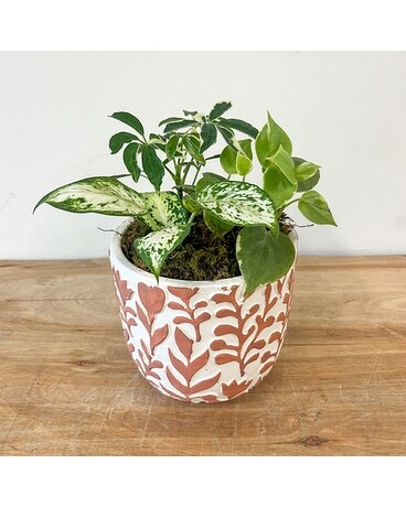 Plants + Orchids Delivery Walla Walla WA - Wild Willow Flower House