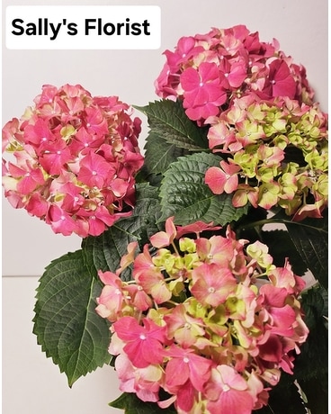 Sally's Red Hydrangea Plant in Mission BC - Sally Florist Mission