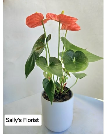 Sally's Spring Anthurium in Port Coquitlam BC - PoCo Florist