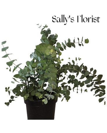 Sally's Eucalyptus Plant in Vancouver BC - Sally Florist Vancouver
