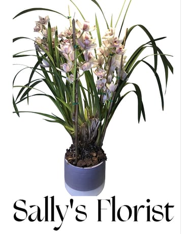 Sally’s Cymbidium Orchid Plant in Mission BC - Sally Florist Mission