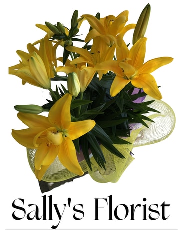 Sally's Lily Yellow Plant in Coquitlam BC - Sally Florist Coquitlam