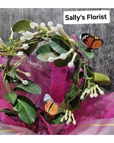 Sally's Madagascar Jasmine Plant in Delta BC - Sally Florist Delta