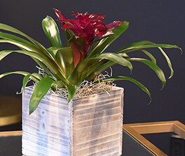 Oshkosh Florist - Flower Delivery by House of Flowers