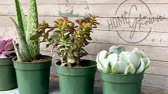 Oshkosh Florist - Flower Delivery by House of Flowers