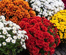 Oshkosh Florist - Flower Delivery by House of Flowers