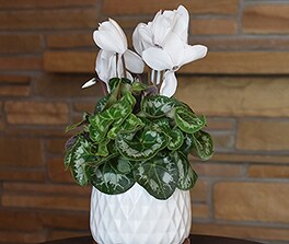 Oshkosh Florist - Flower Delivery by House of Flowers