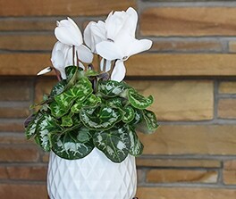 Oshkosh Florist - Flower Delivery by House of Flowers