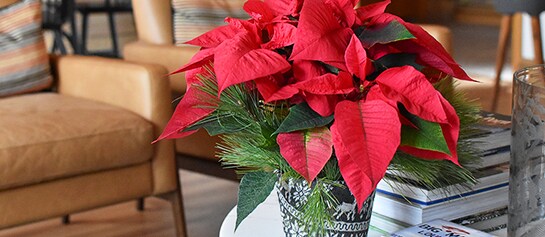 Oshkosh Florist - Flower Delivery by House of Flowers