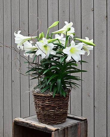 The Classic Double Easter Lily in Oshkosh WI - House of Flowers