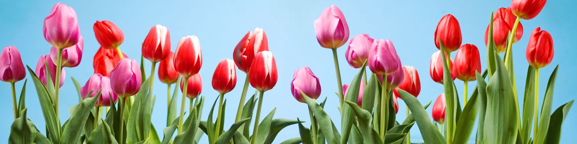 Spring Bouquets in Longmont, CO | Longmont Florist Spring Flowers