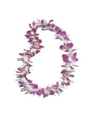 Single Bombay Orchid Lei in Santa Monica CA - Edelweiss Flower Boutique ...