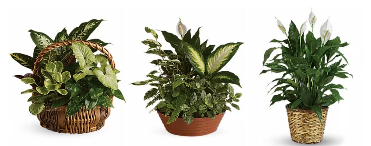 How To Choose The Perfect Plant For Your El Paso Home or Office?