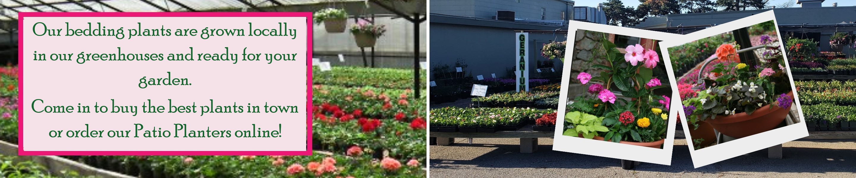Oklahoma City Florist: Morrison Floral Co & Greenhouses.