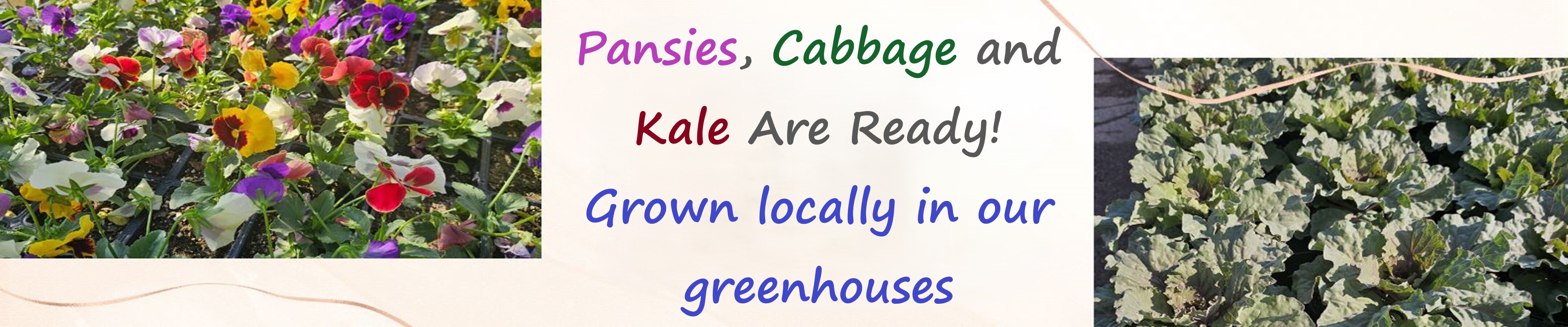 Oklahoma City Florist: Morrison Floral Co & Greenhouses.